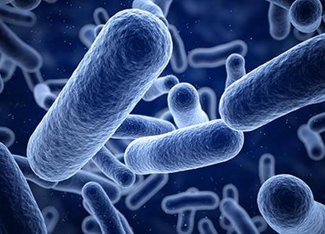 'Predatory bacteria' may help combat antibiotic resistance
